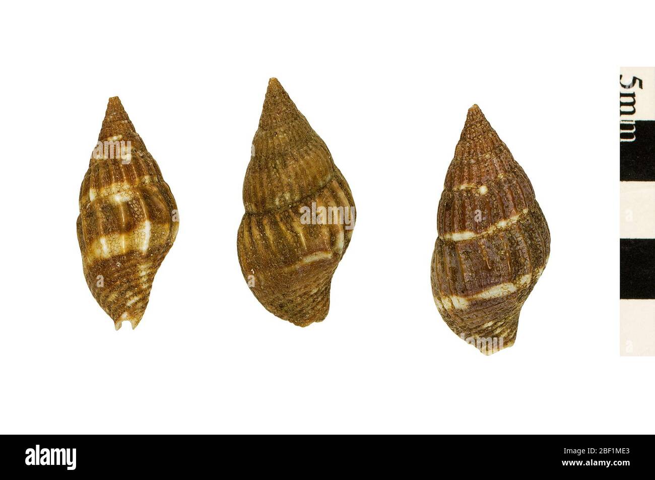 Varia dove shell hi-res stock photography and images - Alamy