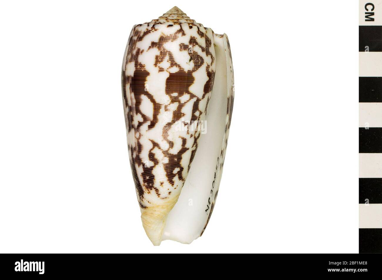 Striate cone snail hi-res stock photography and images - Alamy