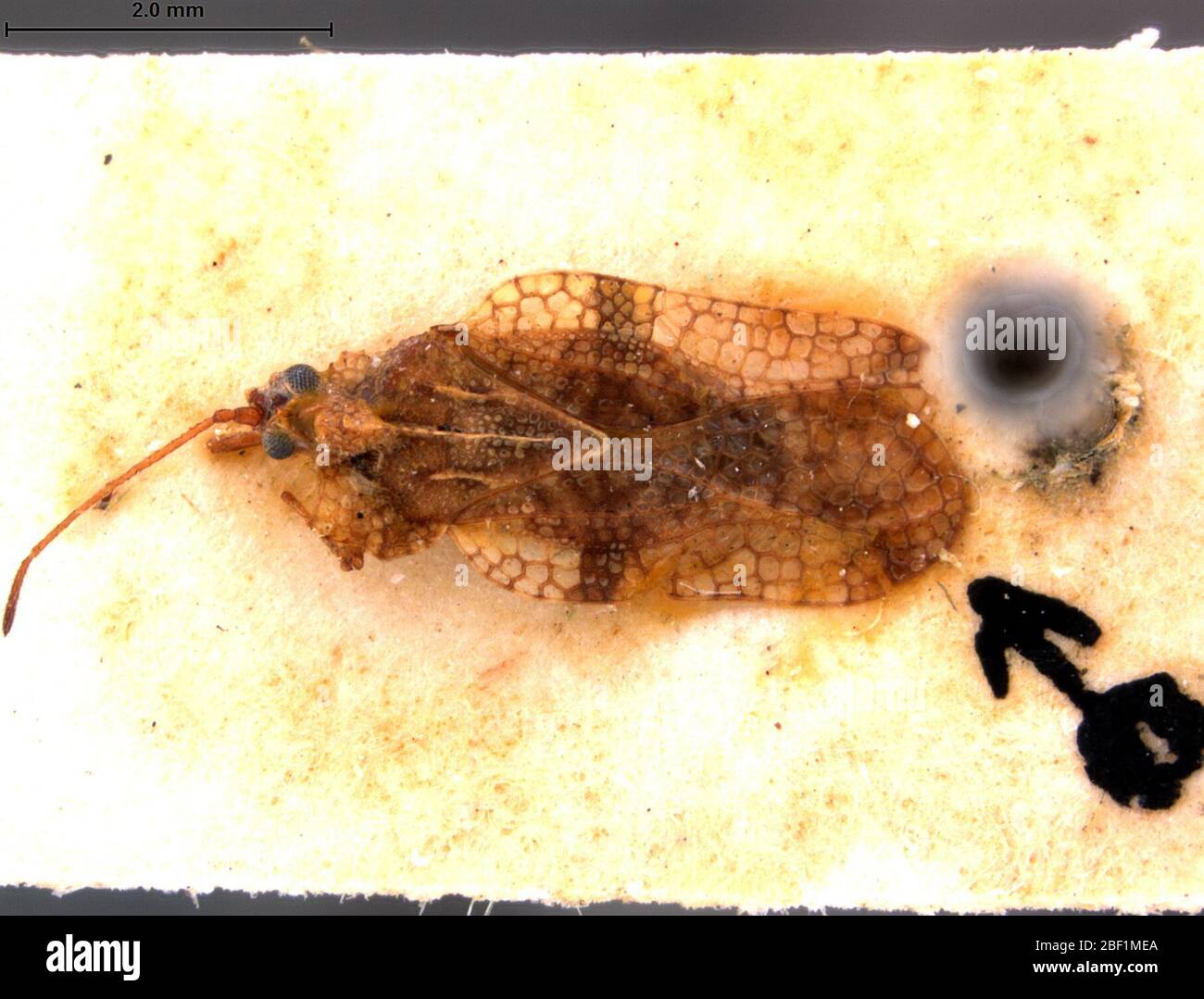 Belenus hi-res stock photography and images - Alamy