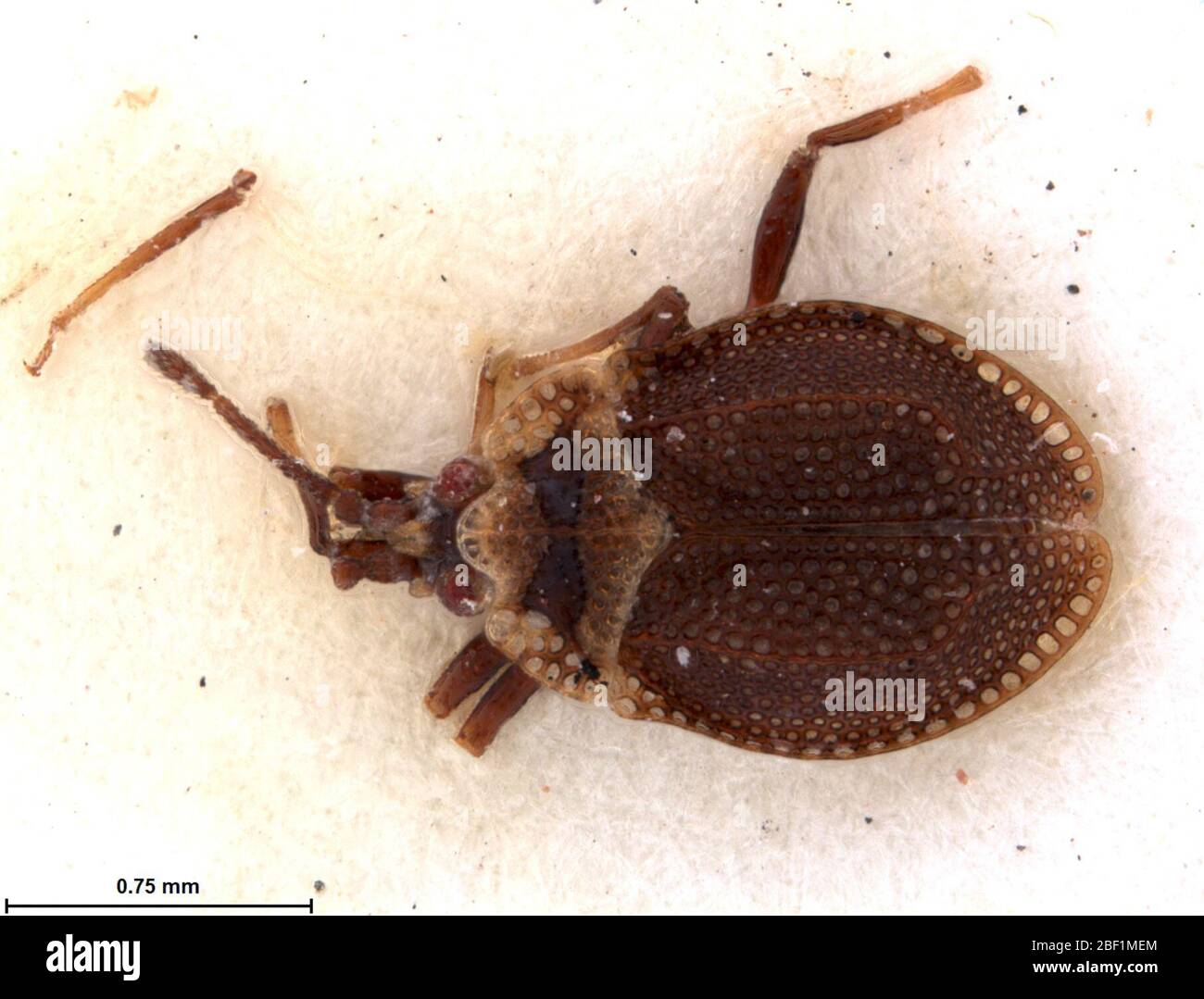 Sauteri hi-res stock photography and images - Alamy