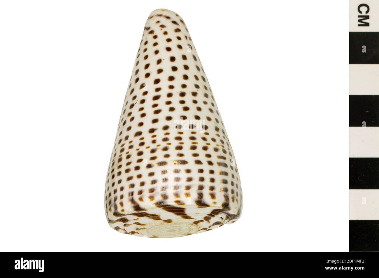 Leopard cone hi-res stock photography and images - Alamy