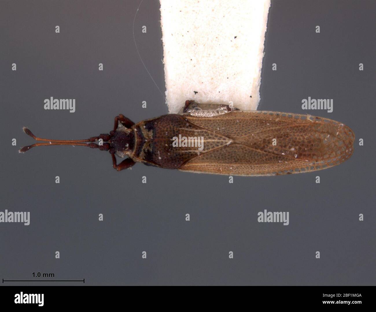 Baichila vulsa. 13 Apr 20171 Stock Photo - Alamy