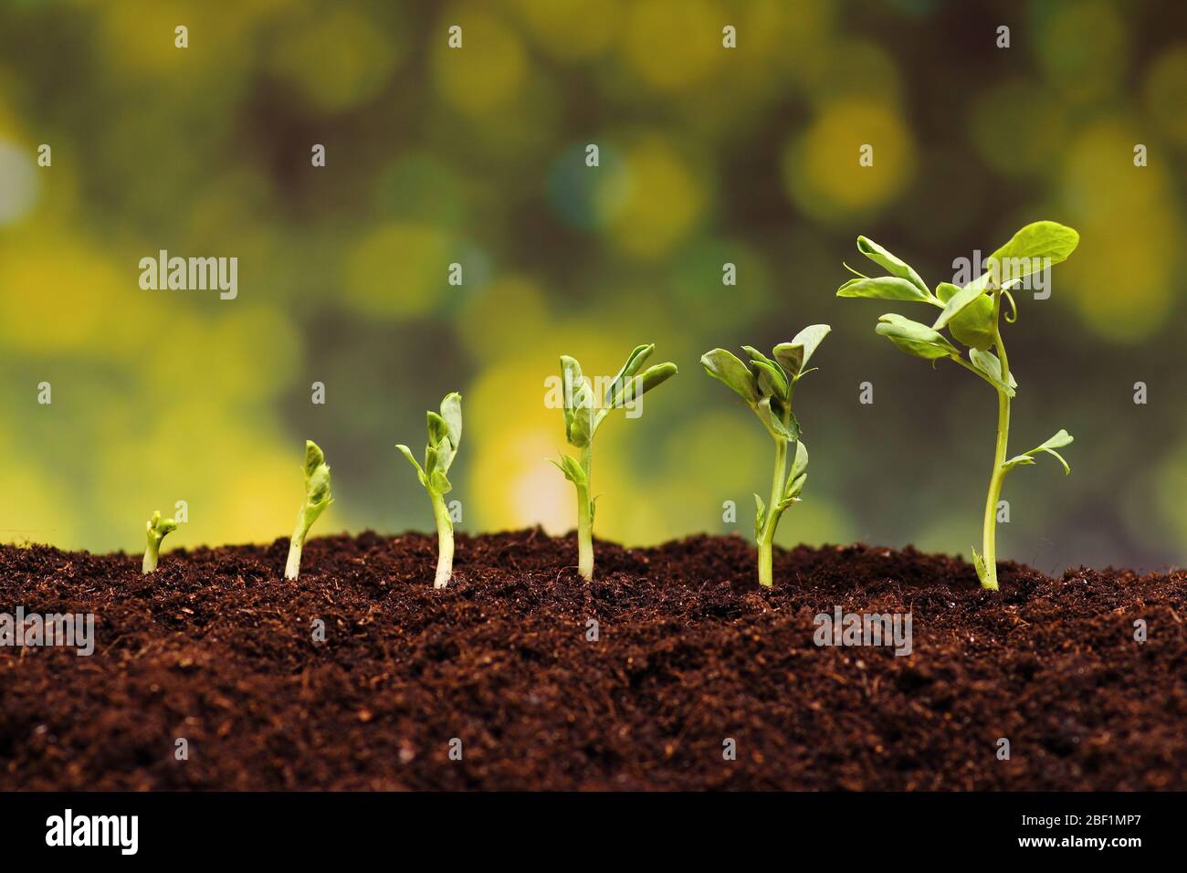 Plants growing from soil Stock Photo - Alamy