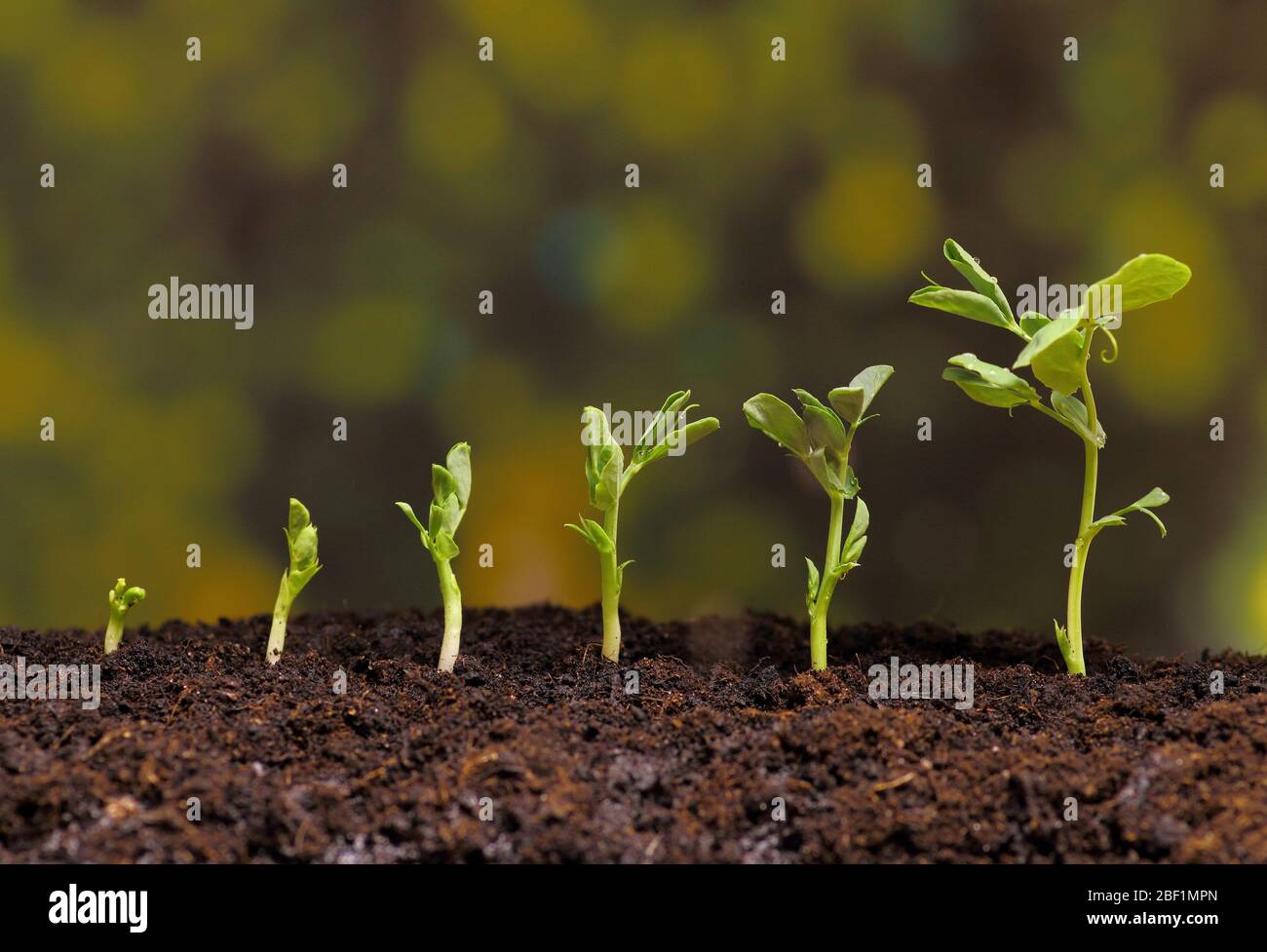 Pea plant growth stages hi-res stock photography and images - Alamy