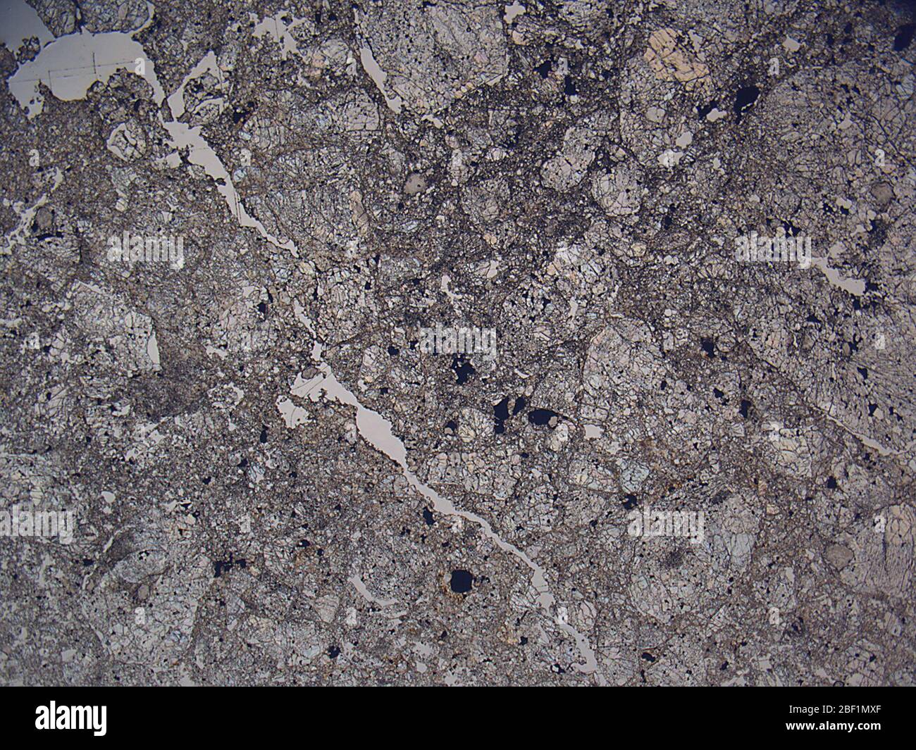 Jelica hi-res stock photography and images - Alamy