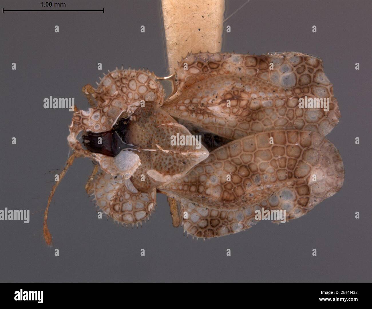 Corythucha marmorata hi-res stock photography and images - Alamy