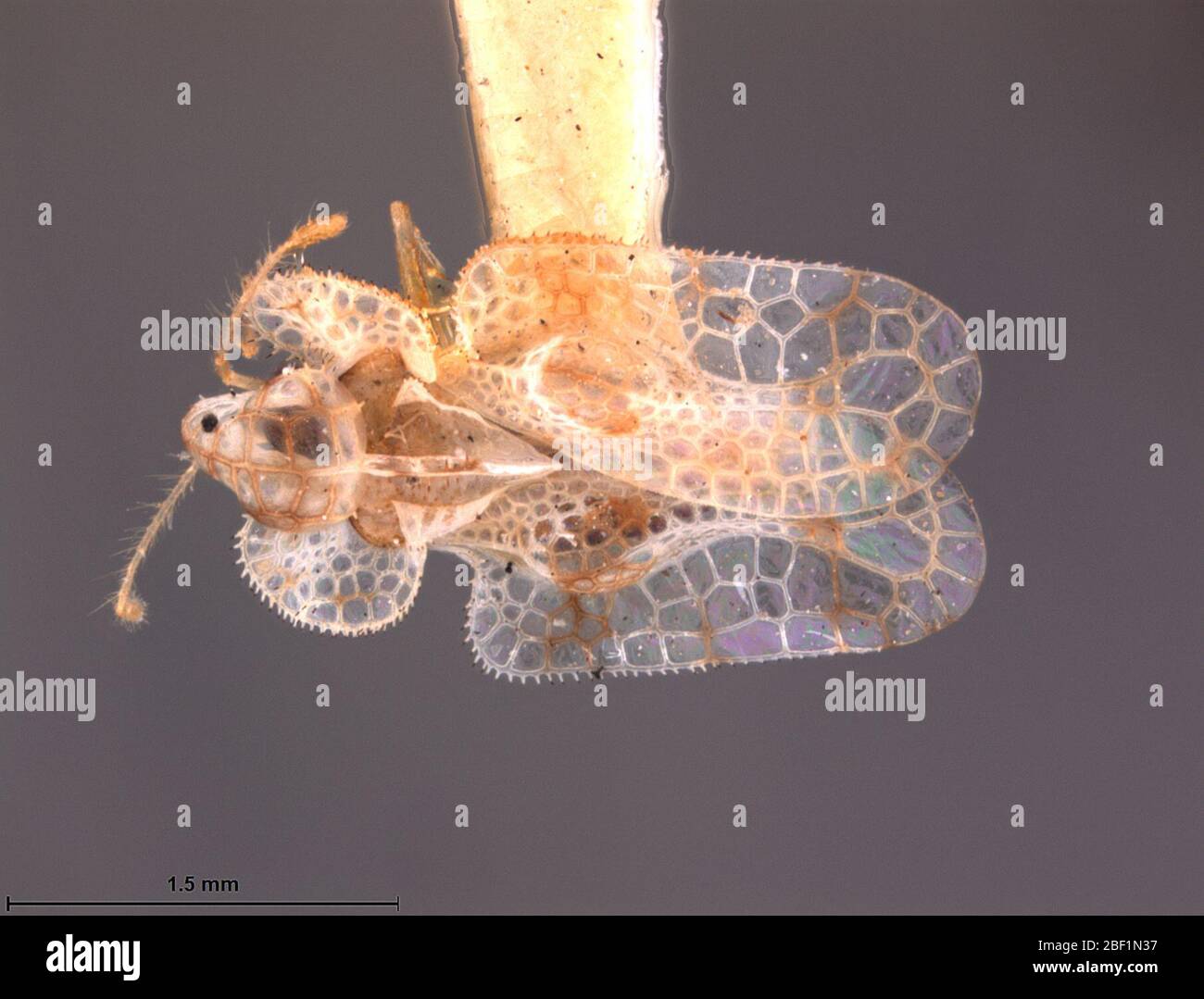 Nicholi hi-res stock photography and images - Alamy