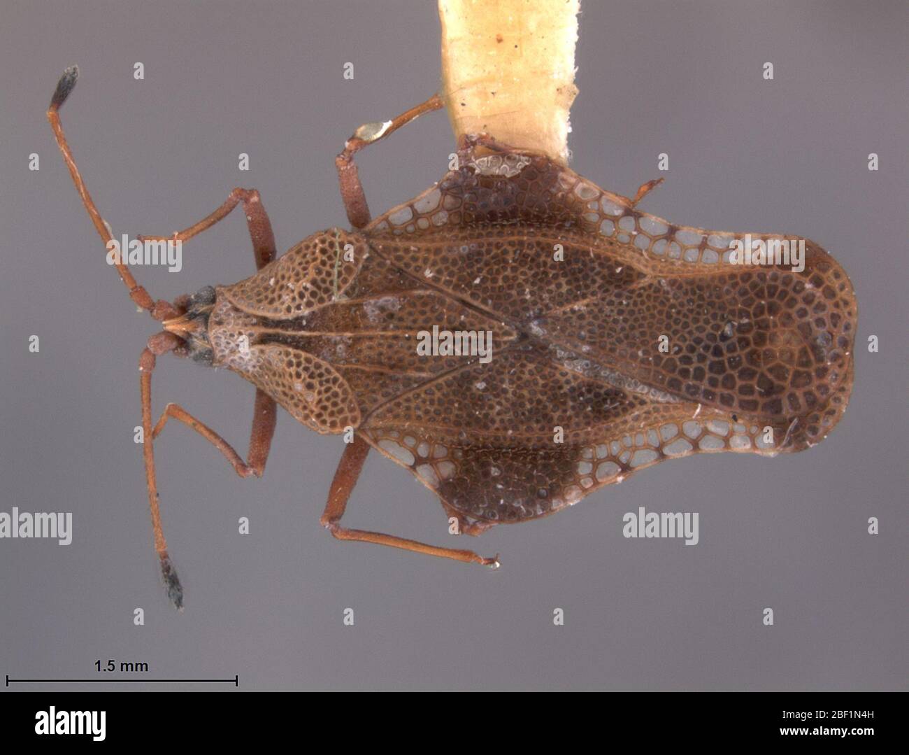 Undosa hi-res stock photography and images - Alamy