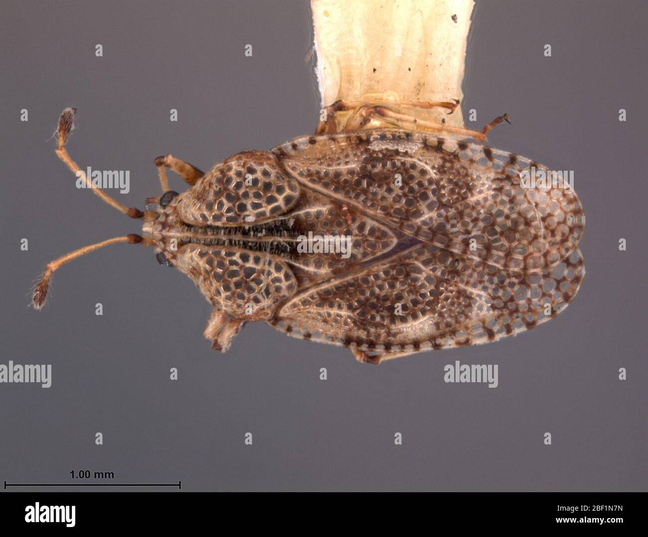 Eudia hi-res stock photography and images - Alamy