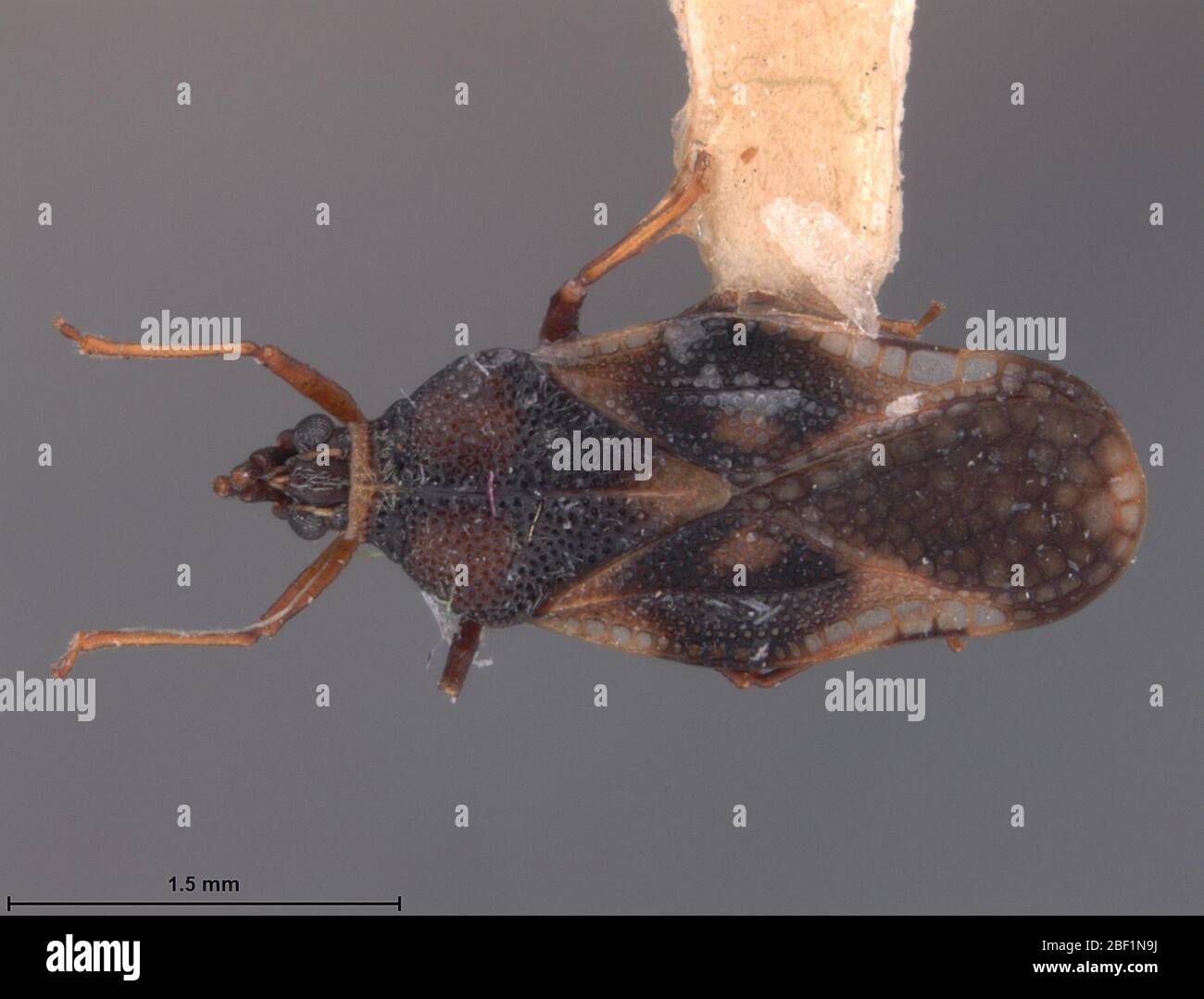 Sigillatus hi-res stock photography and images - Alamy
