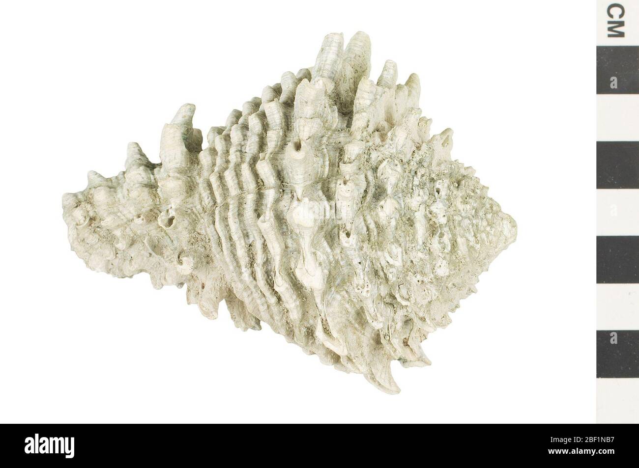 Vasum shell hi-res stock photography and images - Alamy