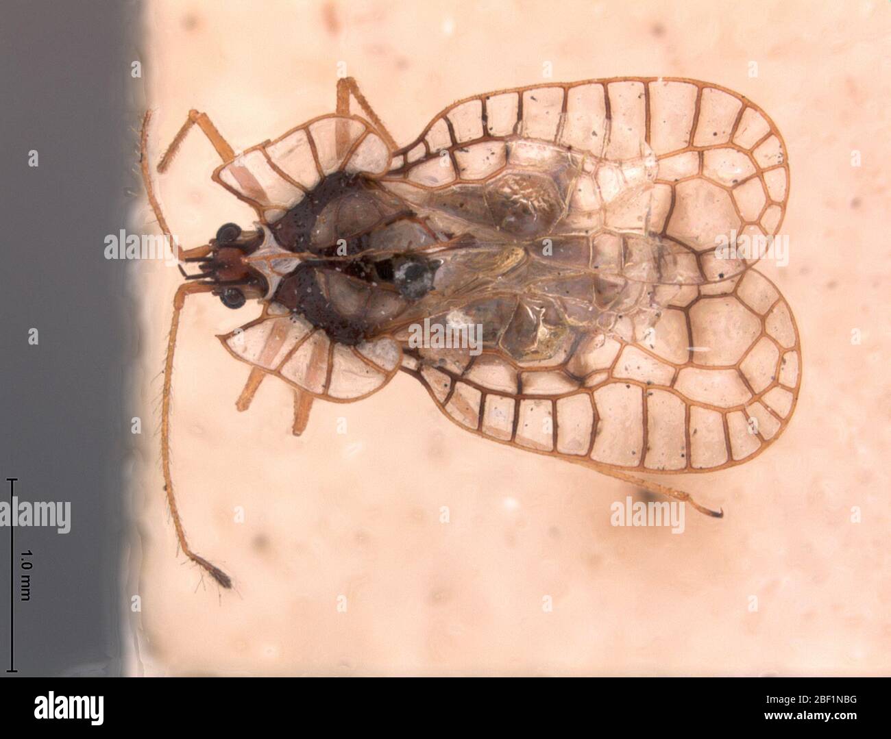 Galeatus hi-res stock photography and images - Alamy