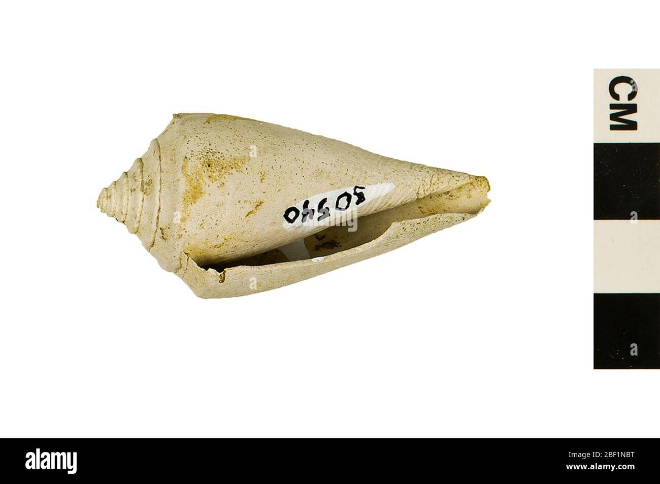 Fossil cone hi-res stock photography and images - Alamy
