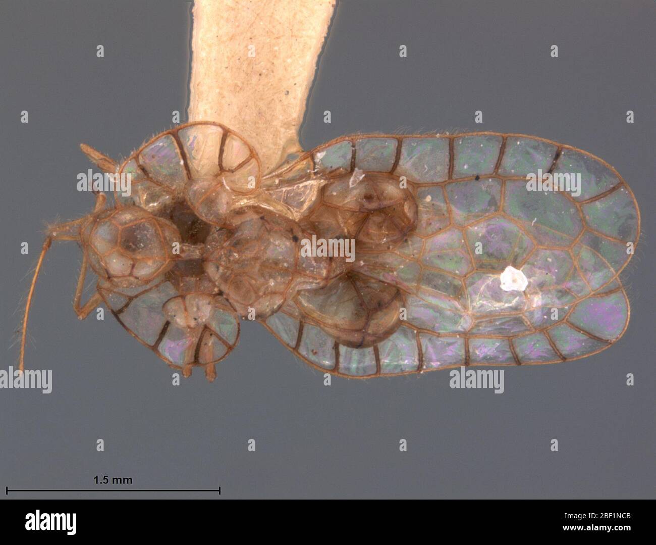 Habrochila chinensis hi-res stock photography and images - Alamy