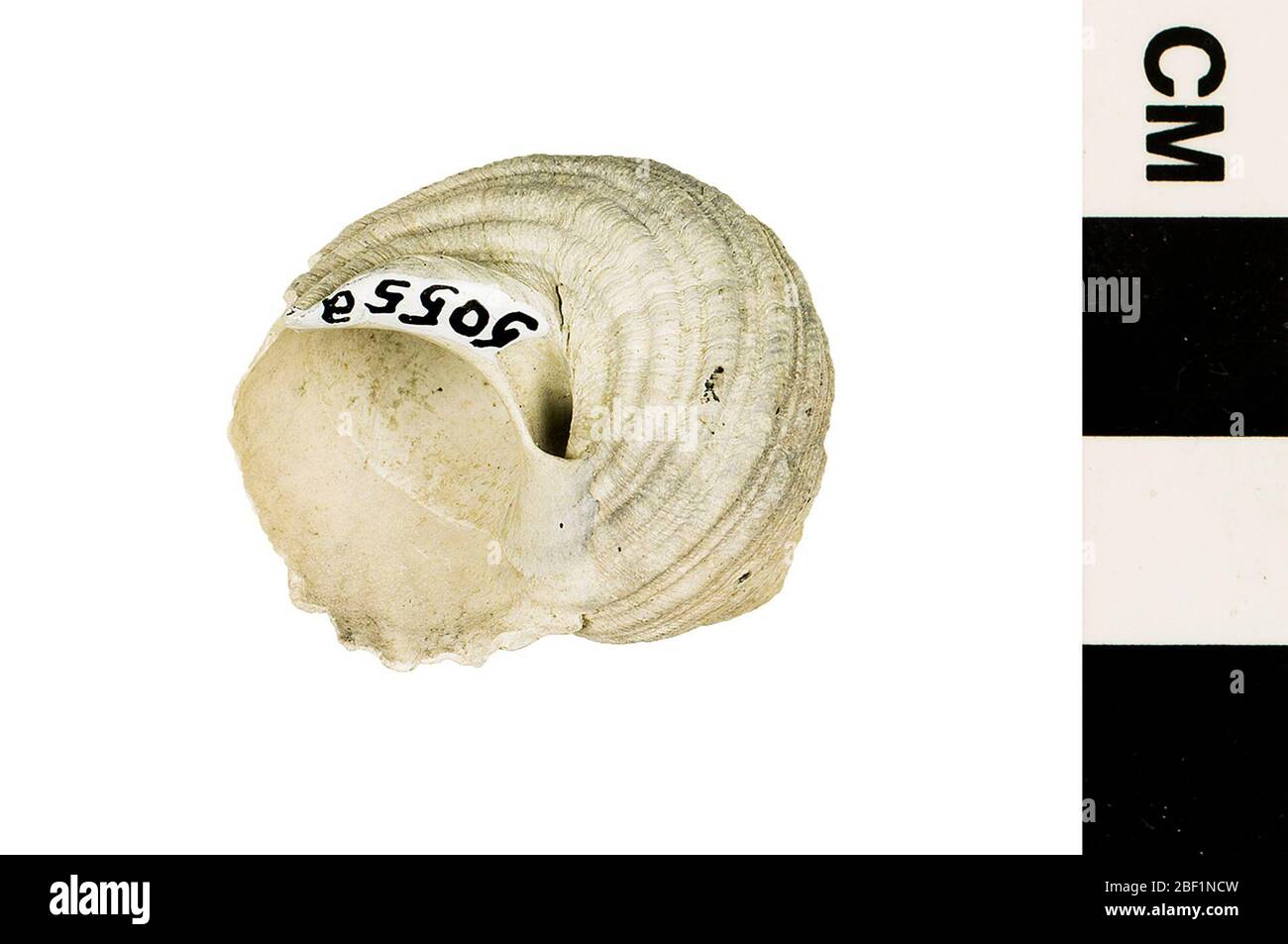 Turban Shell. This object is part of the Education and Outreach ...