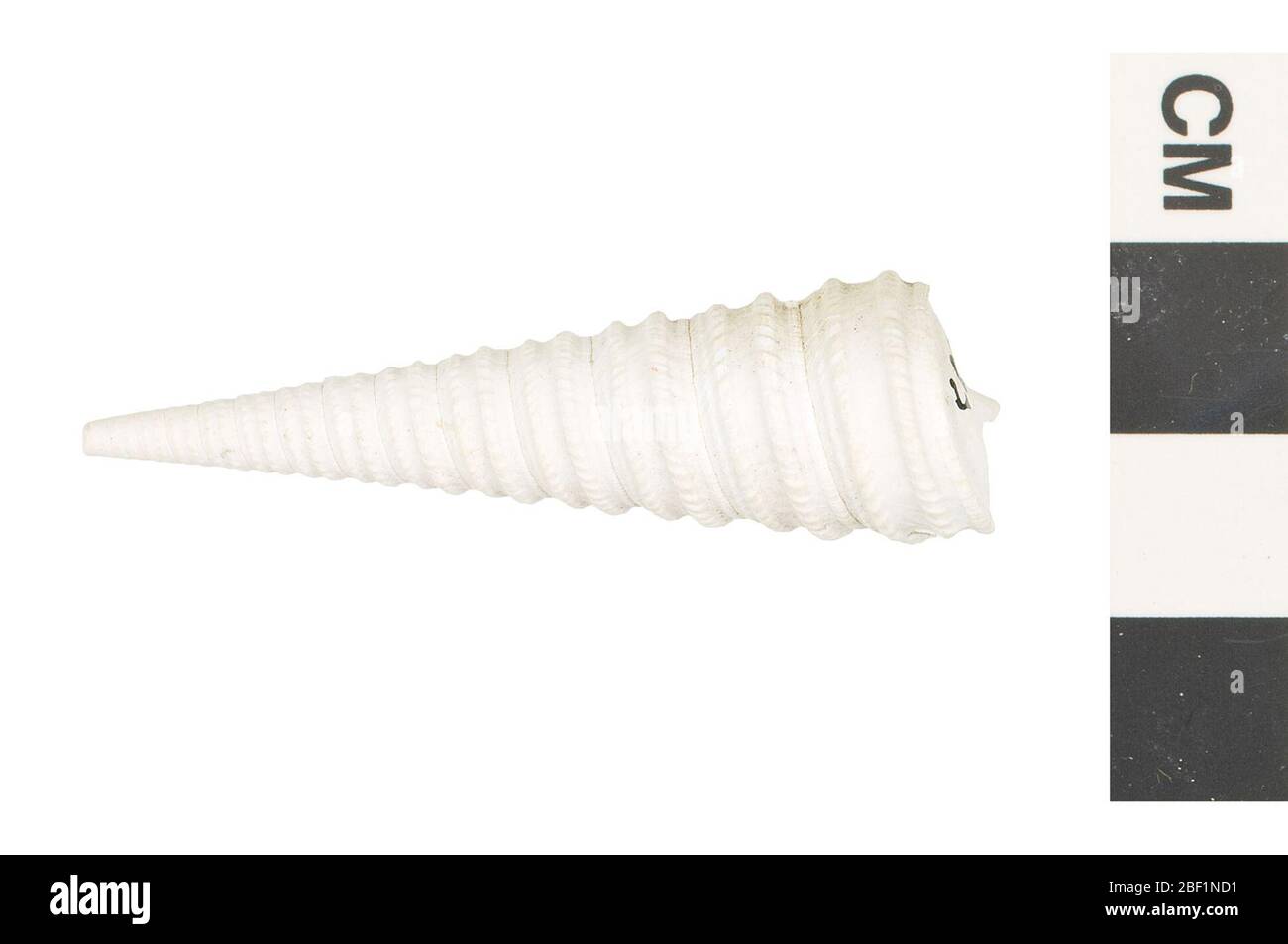 Turret shell fossil hi-res stock photography and images - Alamy