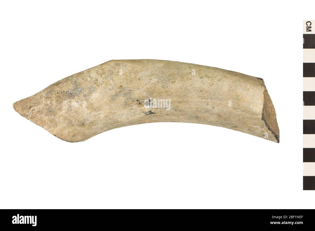 Sea Cow. This object is part of the Education and Outreach collection ...