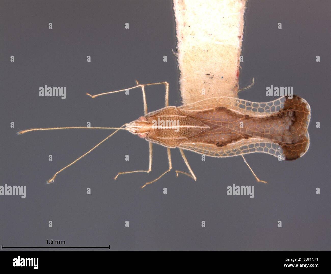 Oios hi-res stock photography and images - Alamy