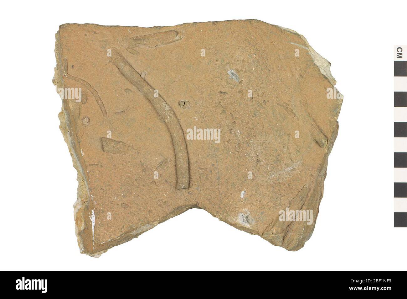 Trace fossil hi-res stock photography and images - Alamy