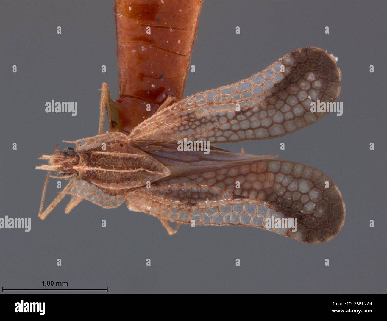 Vicarius hi-res stock photography and images - Alamy