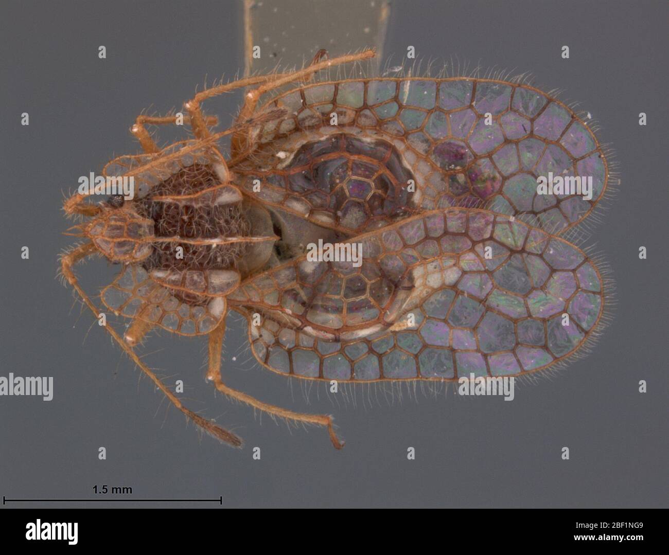 Bruchi hi-res stock photography and images - Alamy