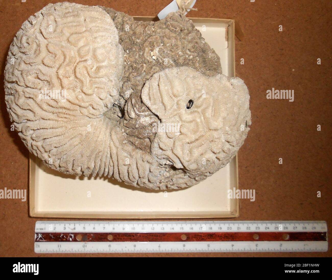 Diploria labyrinthiformis hi-res stock photography and images - Alamy