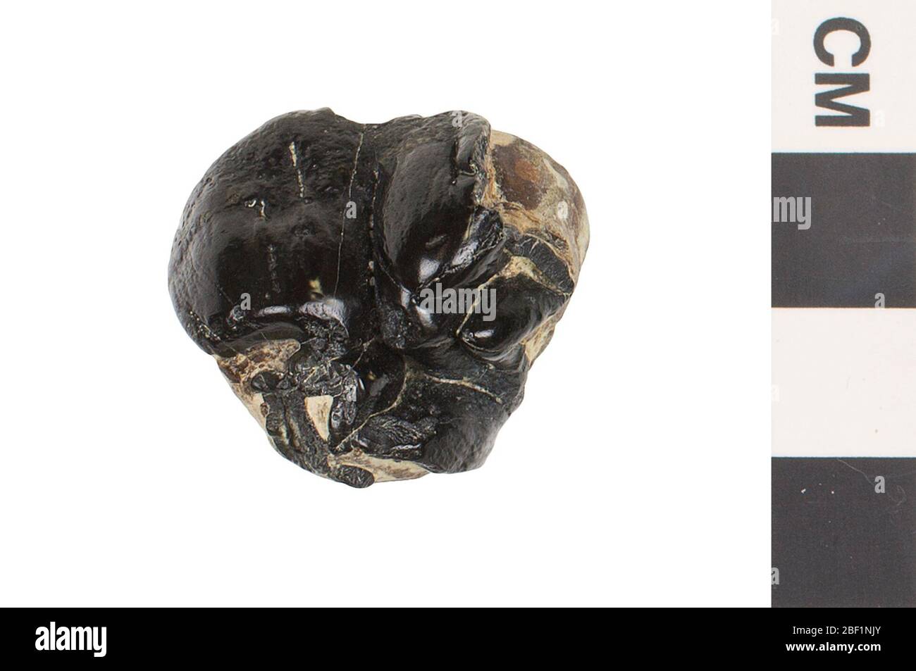 Manatee. This object is part of the Education and Outreach collection ...