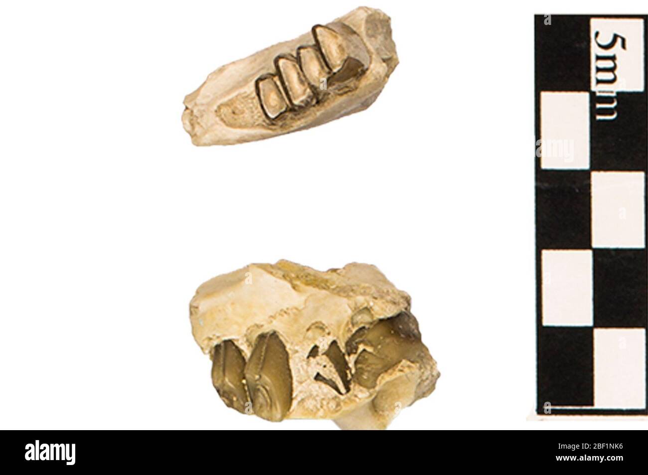 Fossil Rabbit. This object is part of the Education and Outreach ...