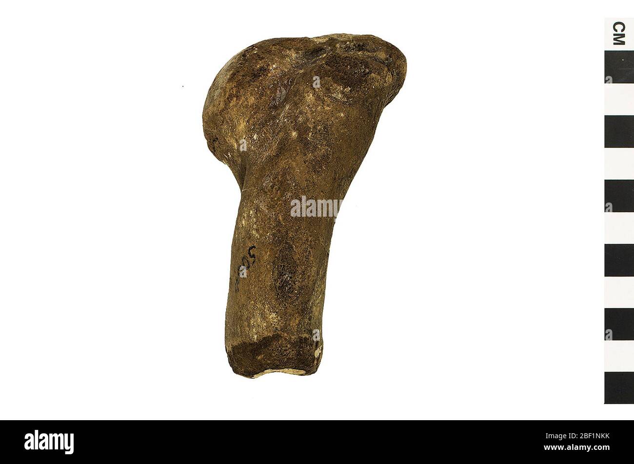 Whale. This object is part of the Education and Outreach collection ...