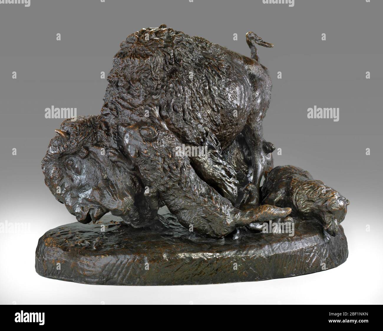 Buffalo and Wolves Stock Photo - Alamy