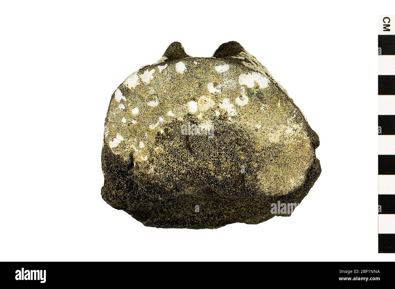 Neogene hi-res stock photography and images - Alamy