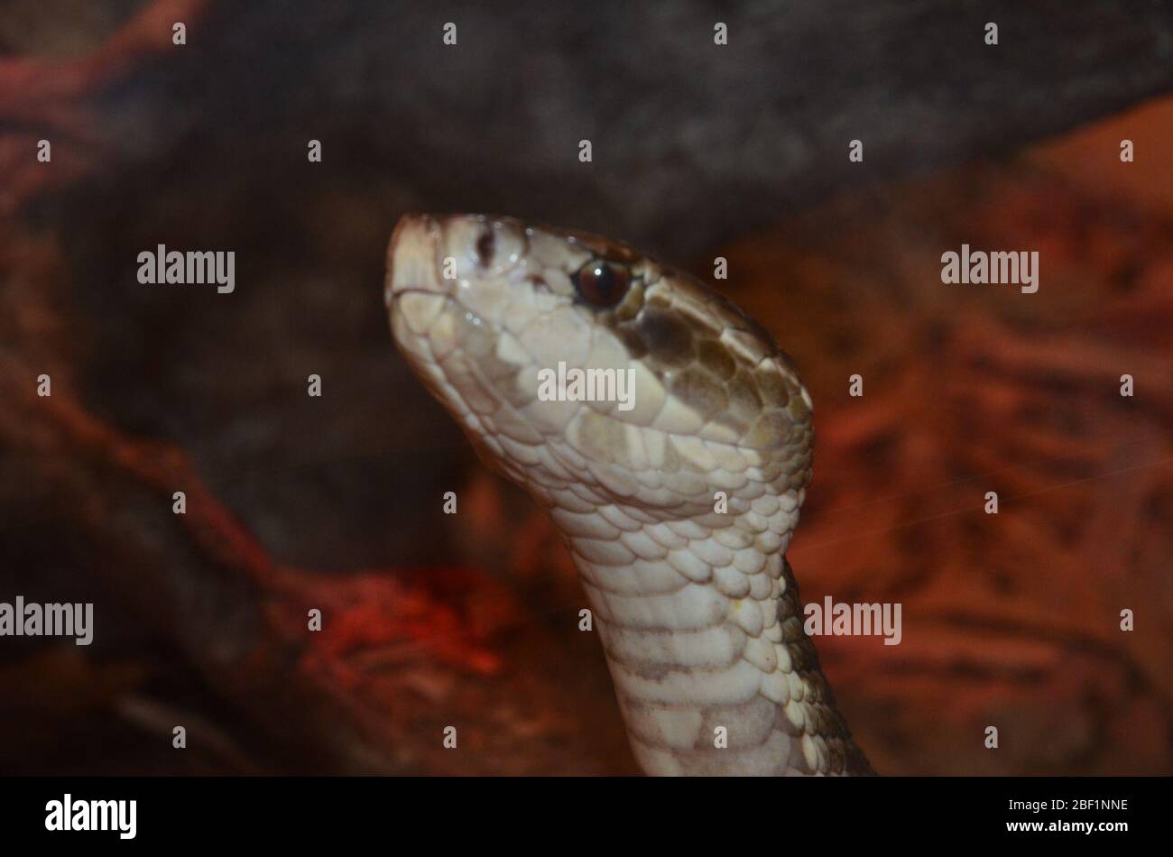 Northern Pine Snake. Species: melanoleucus,Genus: Pituophis,Family ...