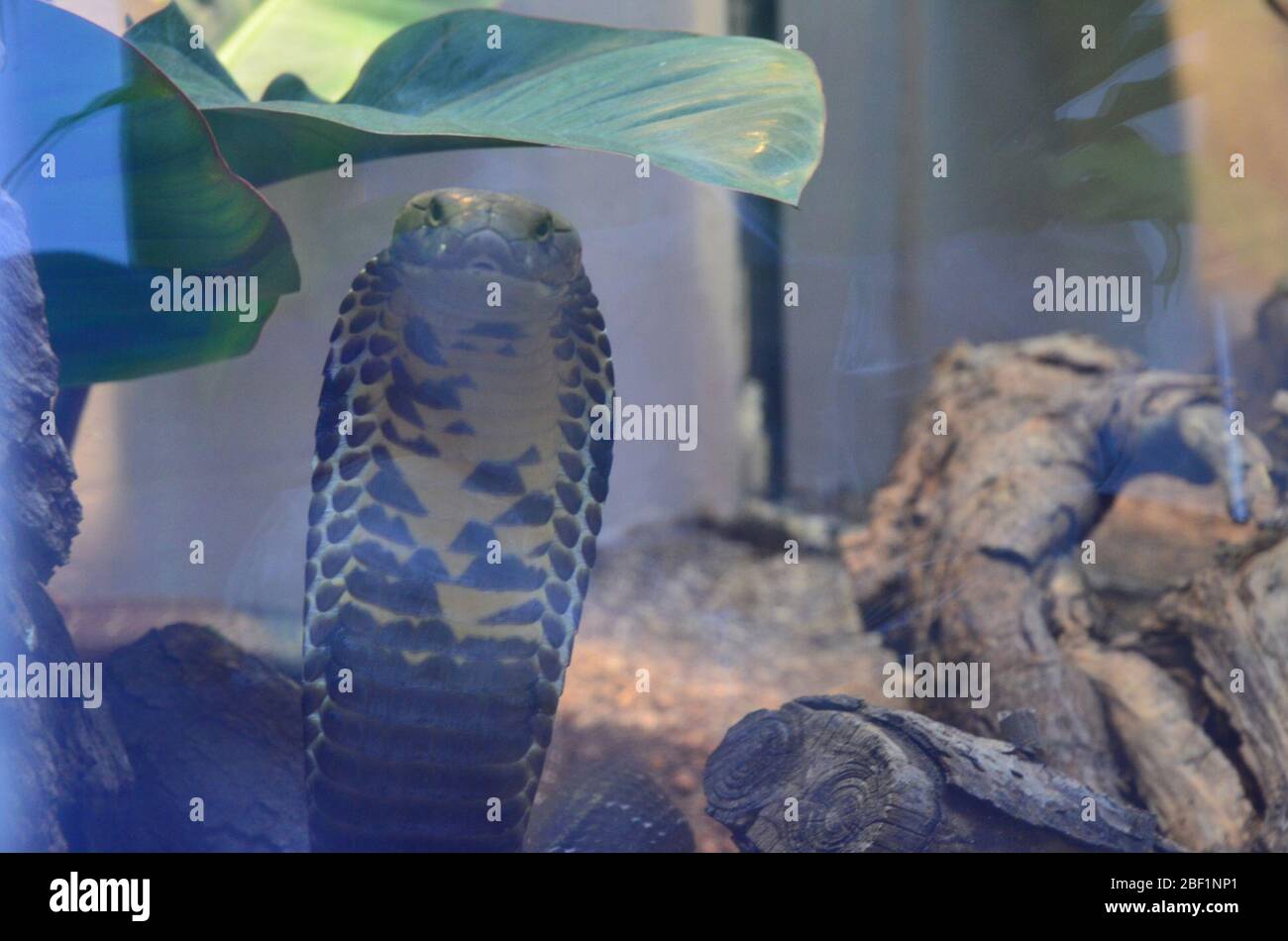 False Water Cobra. Species: gigas,Genus: Hydrodynastes,Family ...