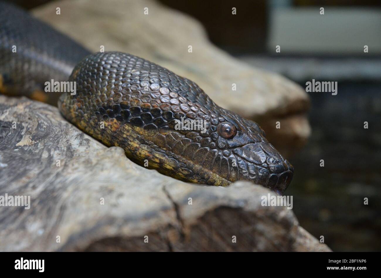 Green Anaconda. Species: murinus,Genus: Eunectes,Family: Boidae,Order ...