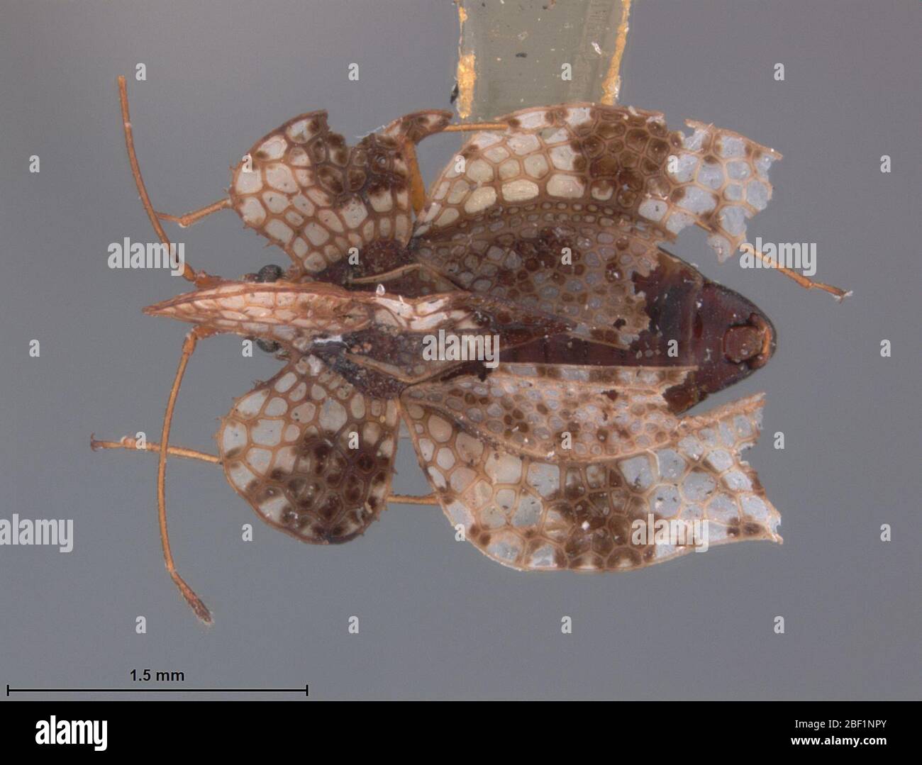 Novatis hi-res stock photography and images - Alamy