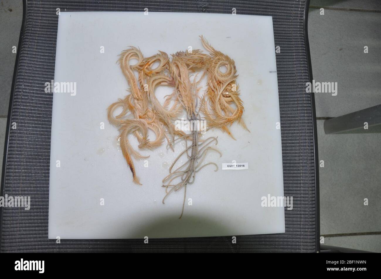 Endoxocrinus hi-res stock photography and images - Alamy