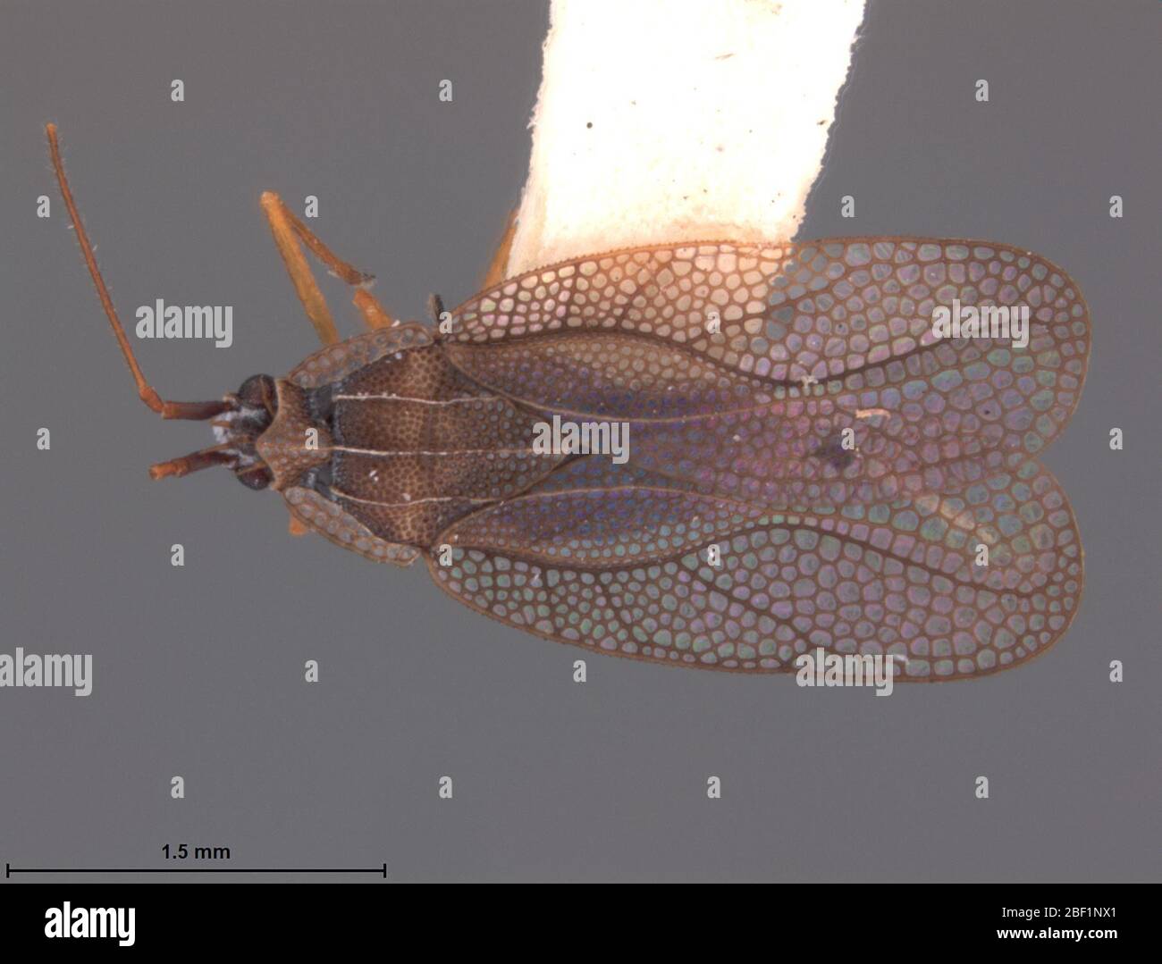 Parilis hi-res stock photography and images - Alamy