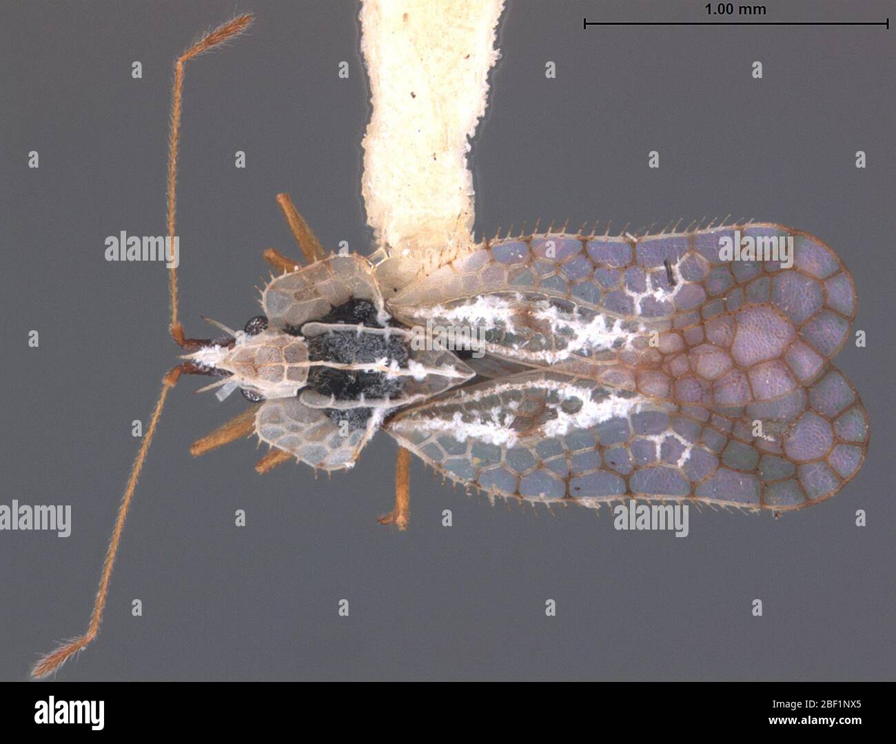 Lauta hi-res stock photography and images - Alamy