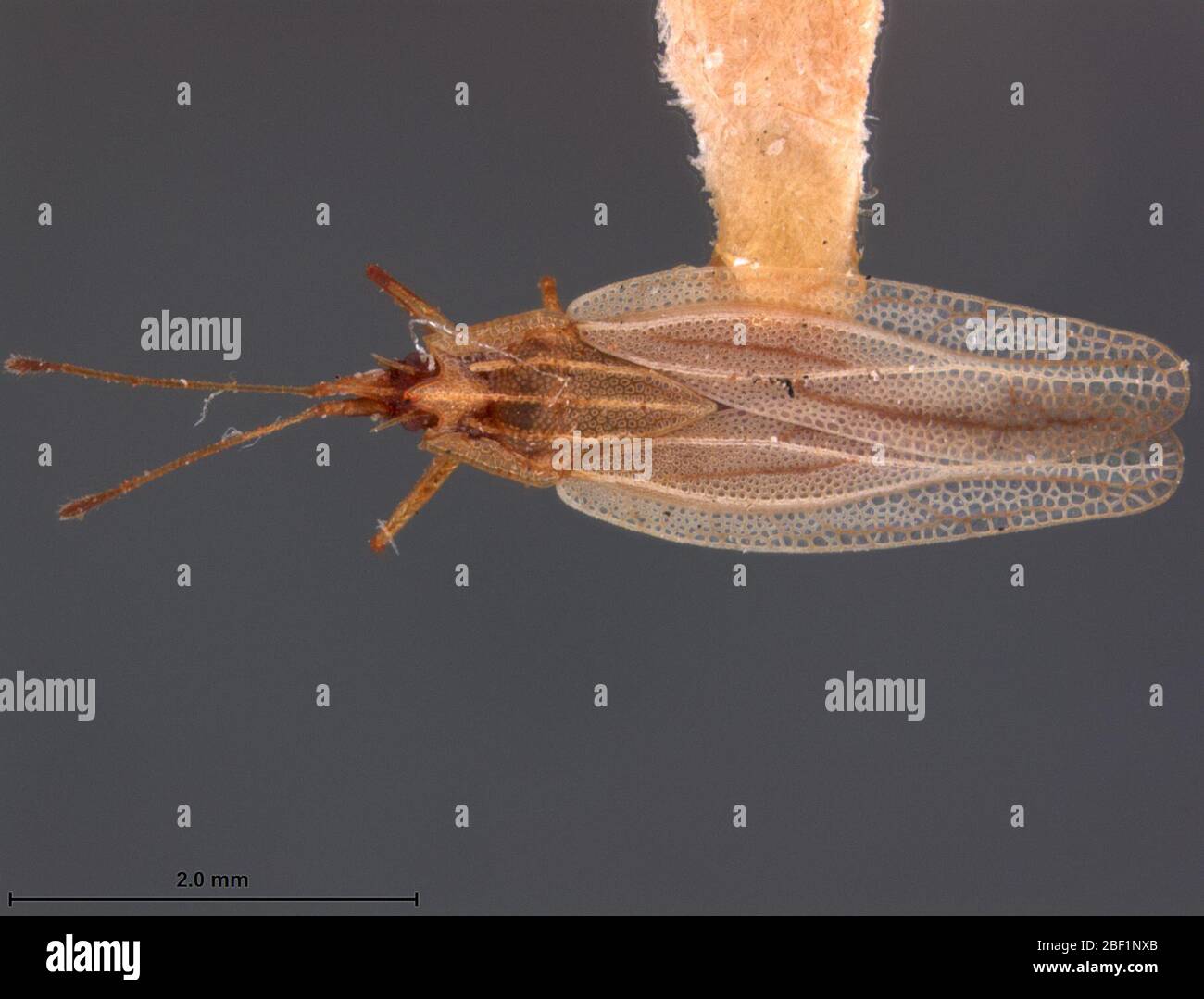 Nicholi hi-res stock photography and images - Alamy