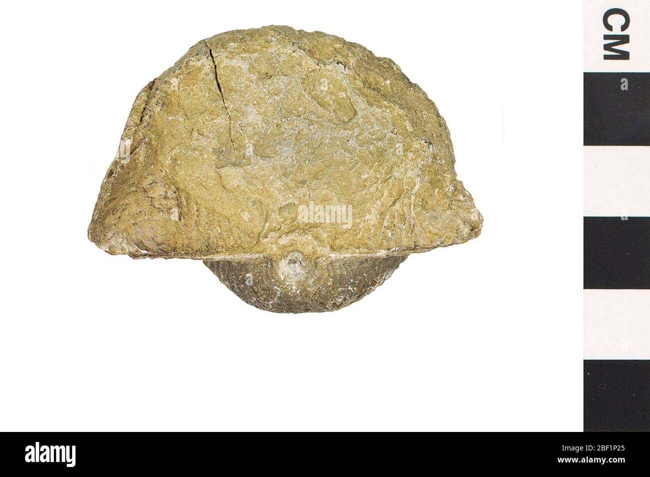 Brachiopod shell hi-res stock photography and images - Alamy