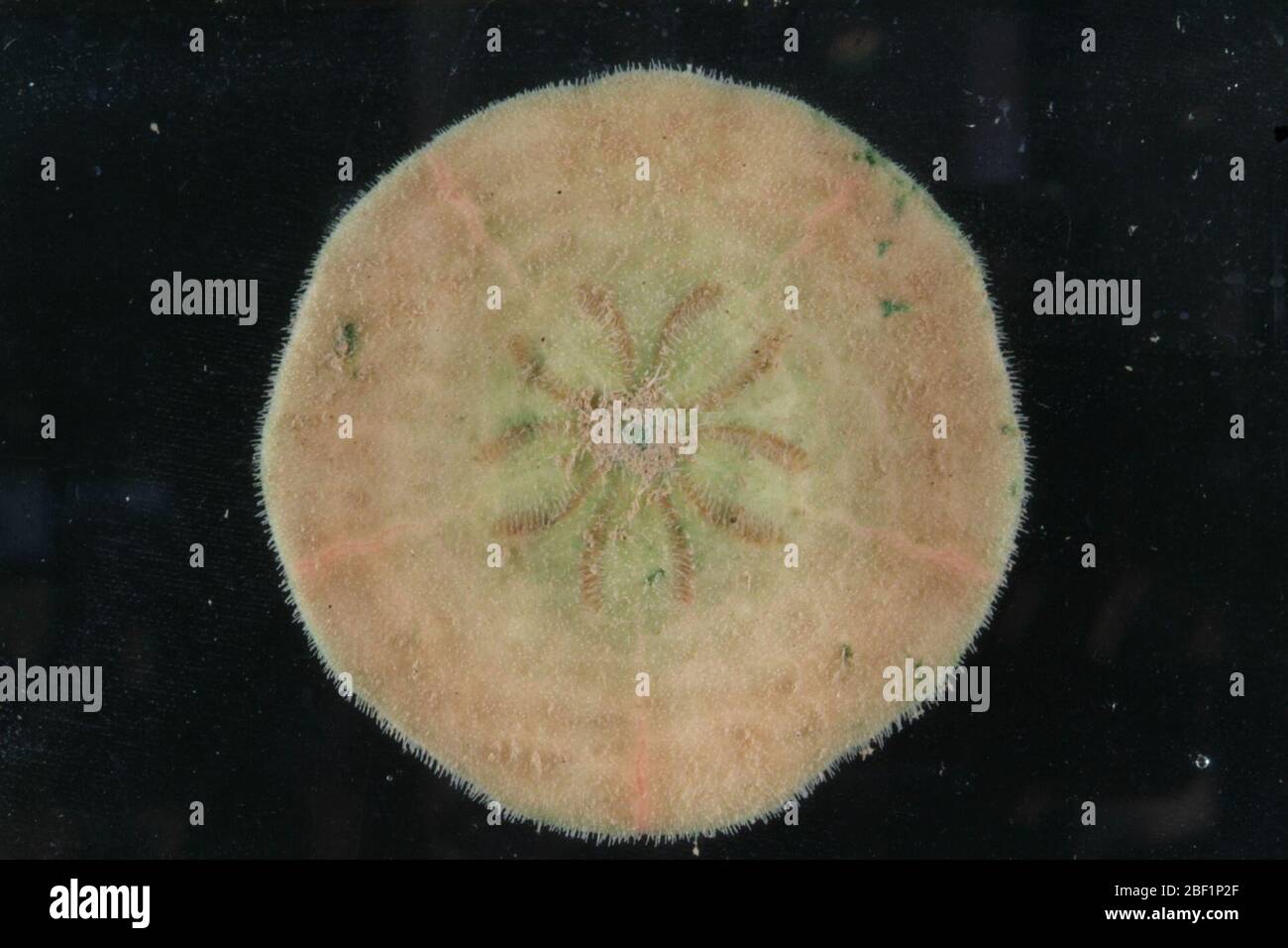 Clypeaster hi-res stock photography and images - Alamy