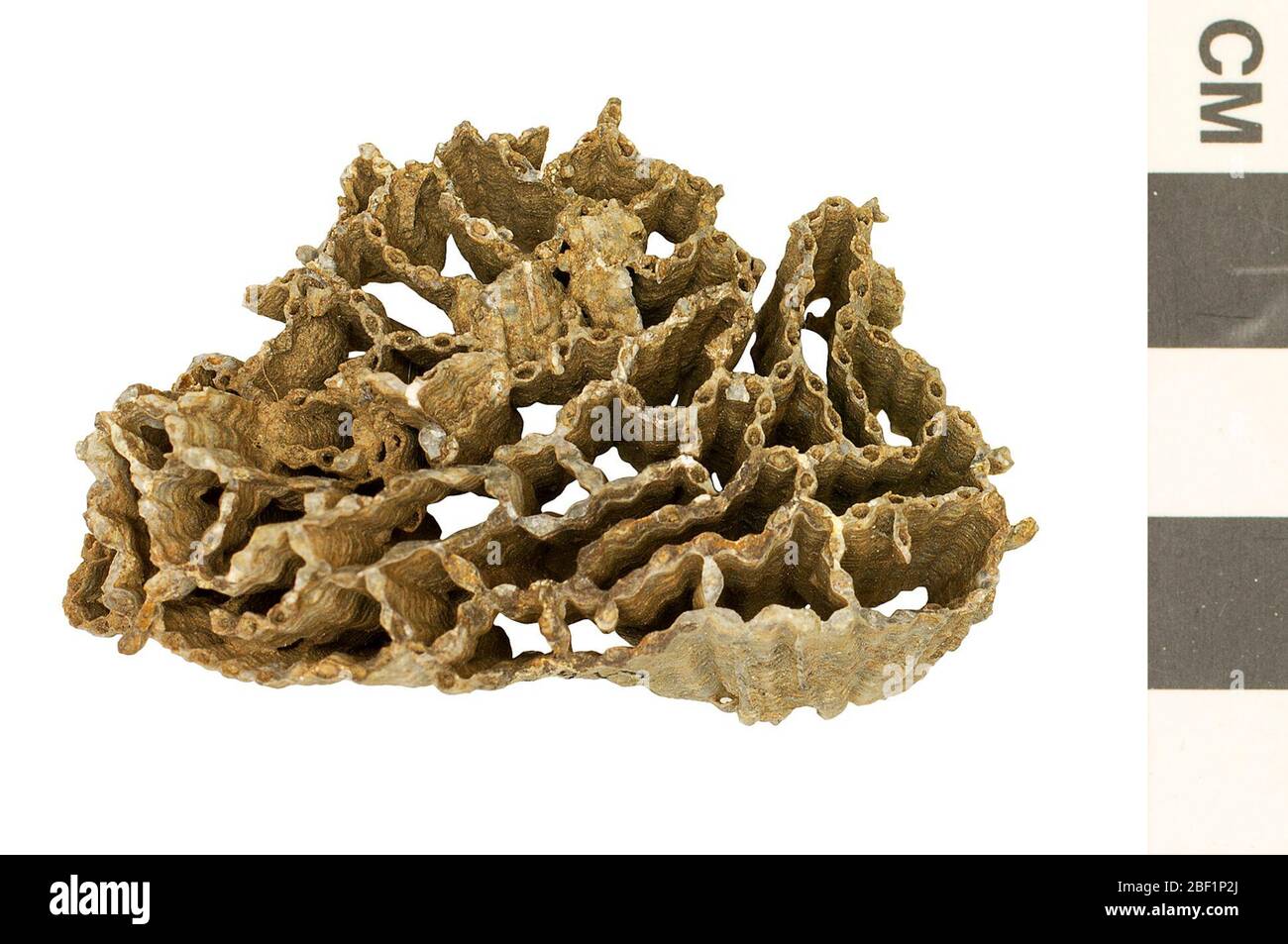 Fossil Tabulate Coral. This object is part of the Education and ...