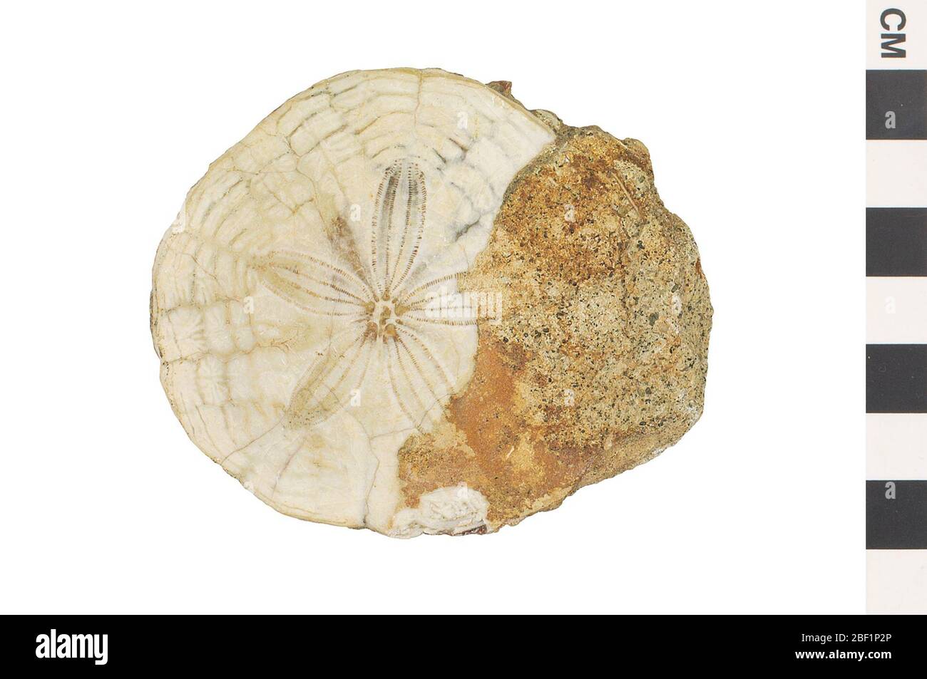 Sand Dollar. This object is part of the Education and Outreach ...