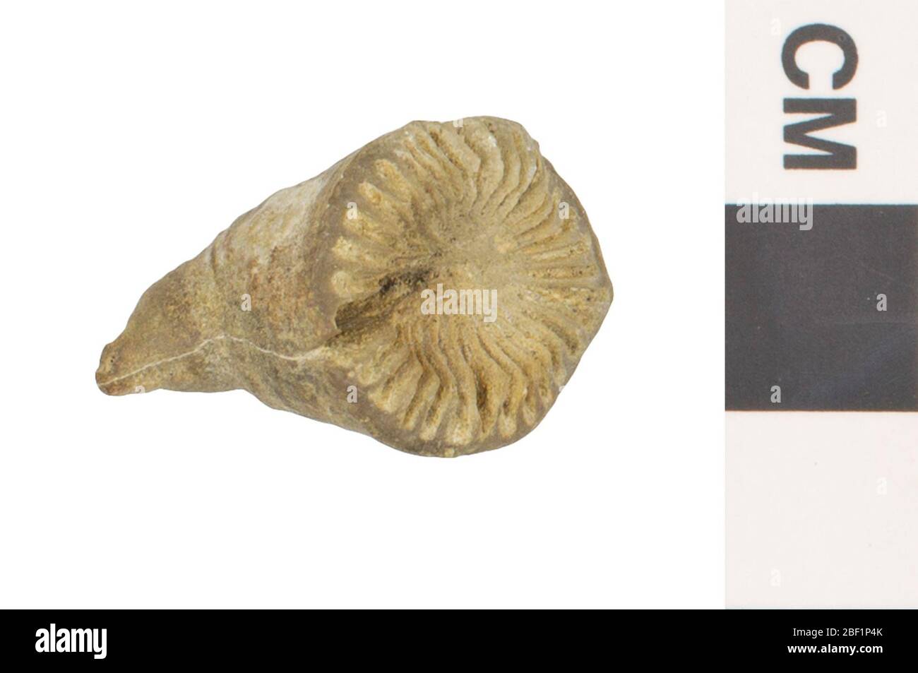 Fossil horn coral hi-res stock photography and images - Alamy