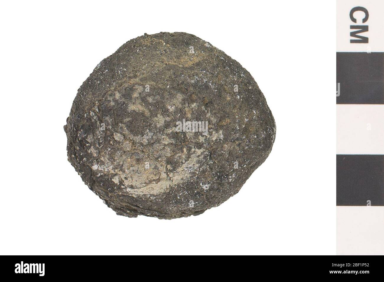 Fossil algae hi-res stock photography and images - Alamy