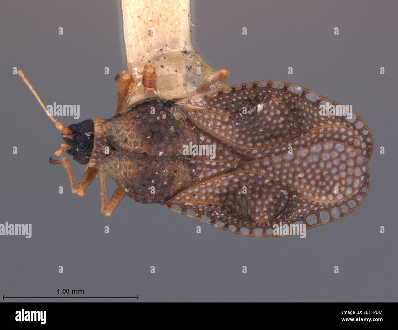 Balli hi-res stock photography and images - Alamy