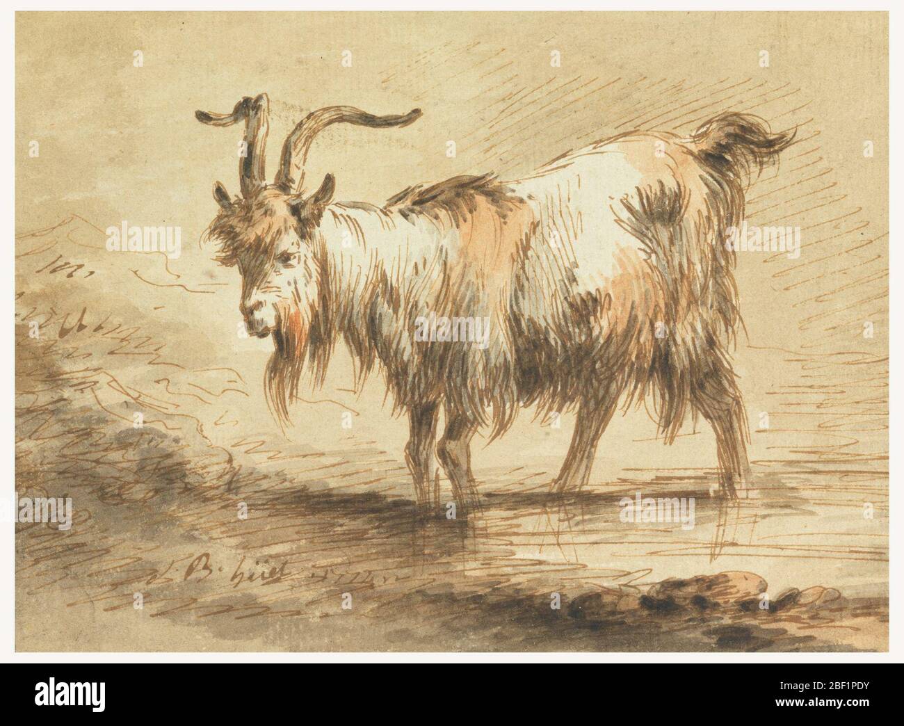 Study of a Goat. Close up study of a standing bearded, horned goat ...
