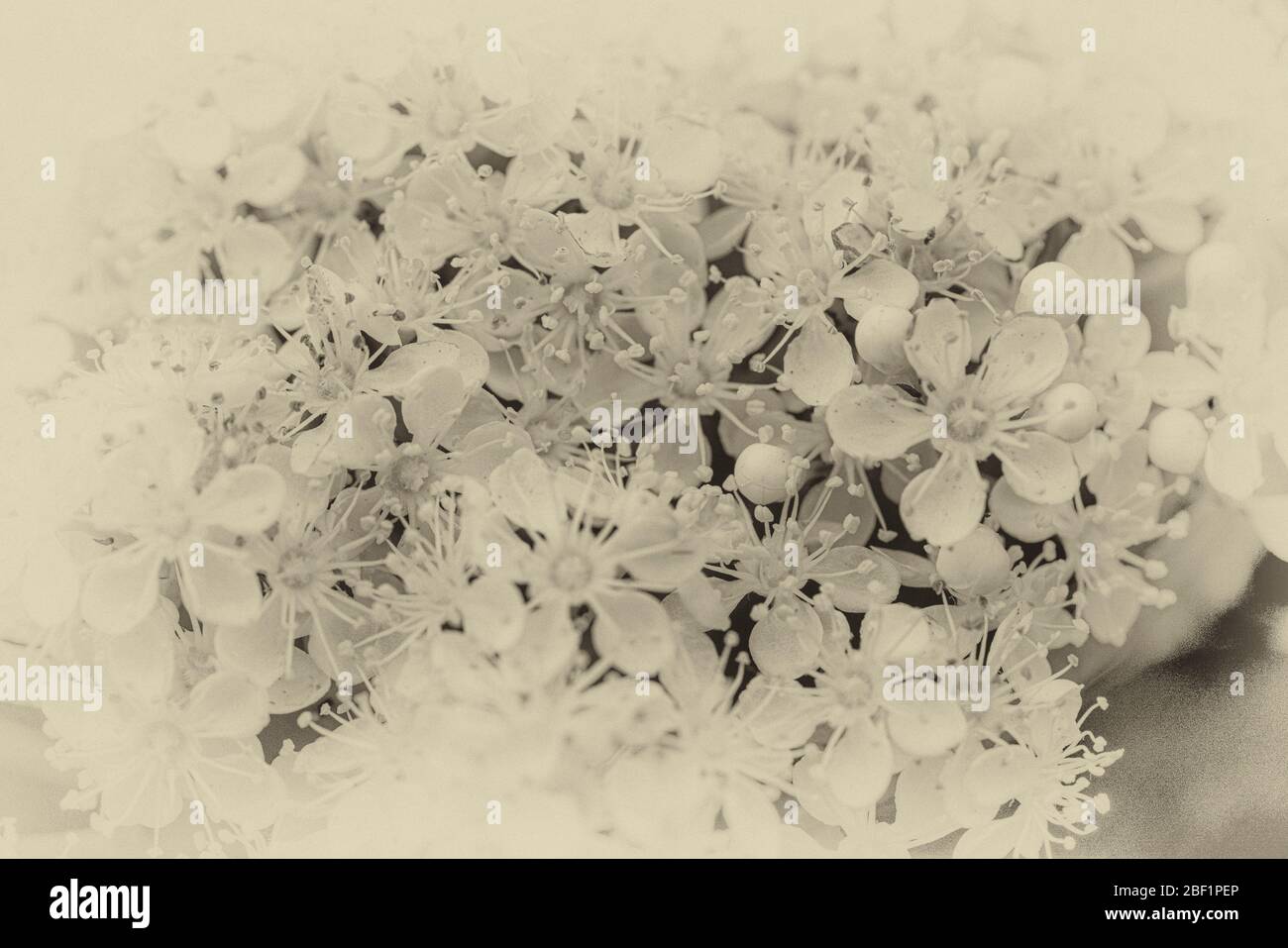 Photinia blossoms hi-res stock photography and images - Alamy