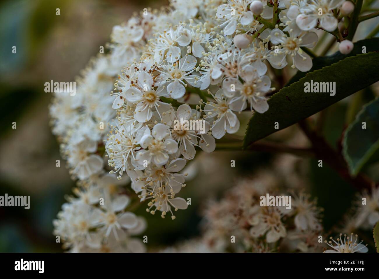 Macro image of small white Photinia flower blossoms Stock Photo - Alamy