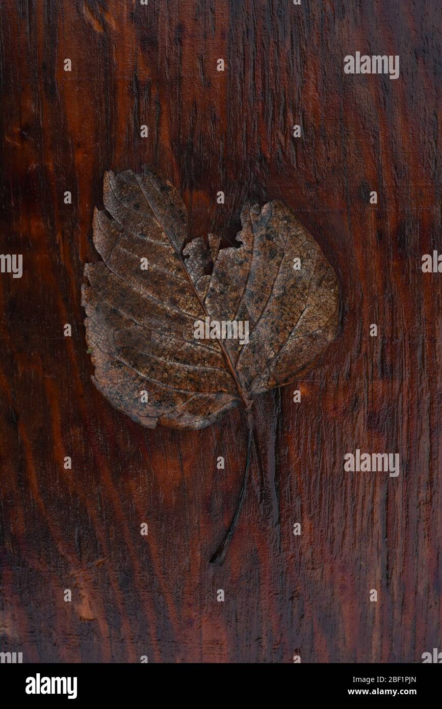 A wet fallen brown broken tree leaf lies on a wet piece of driftwood ...
